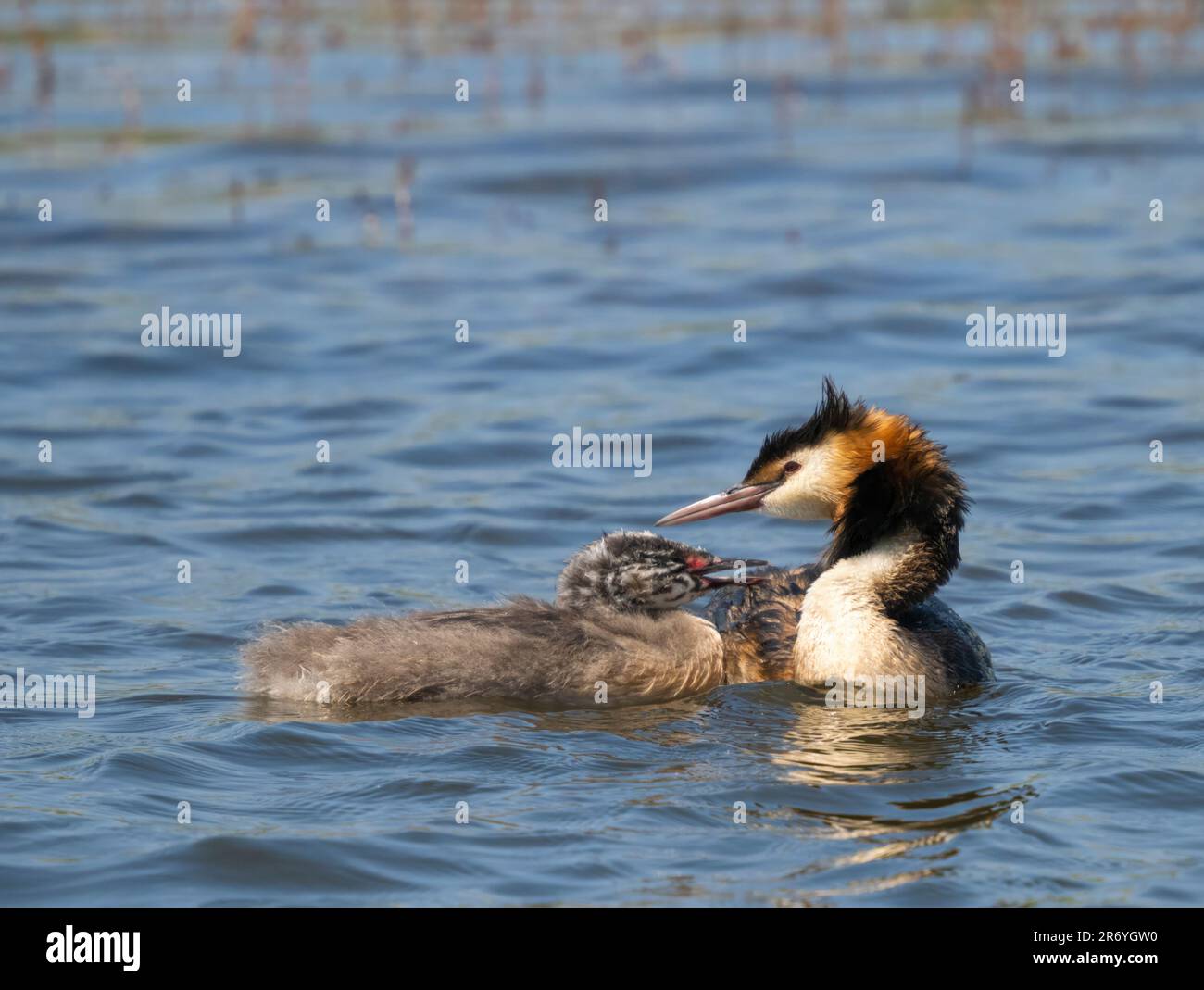 An elegant Great Crested Grebe, (Podiceps cristatus), with one of it's ...