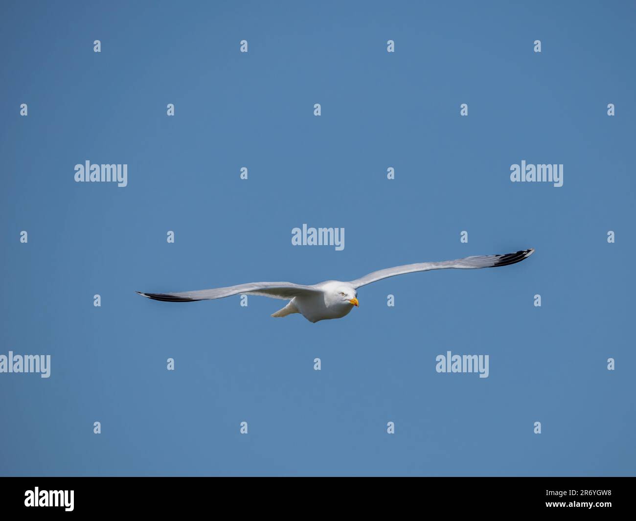 Largest of gulls in flight hi-res stock photography and images - Alamy