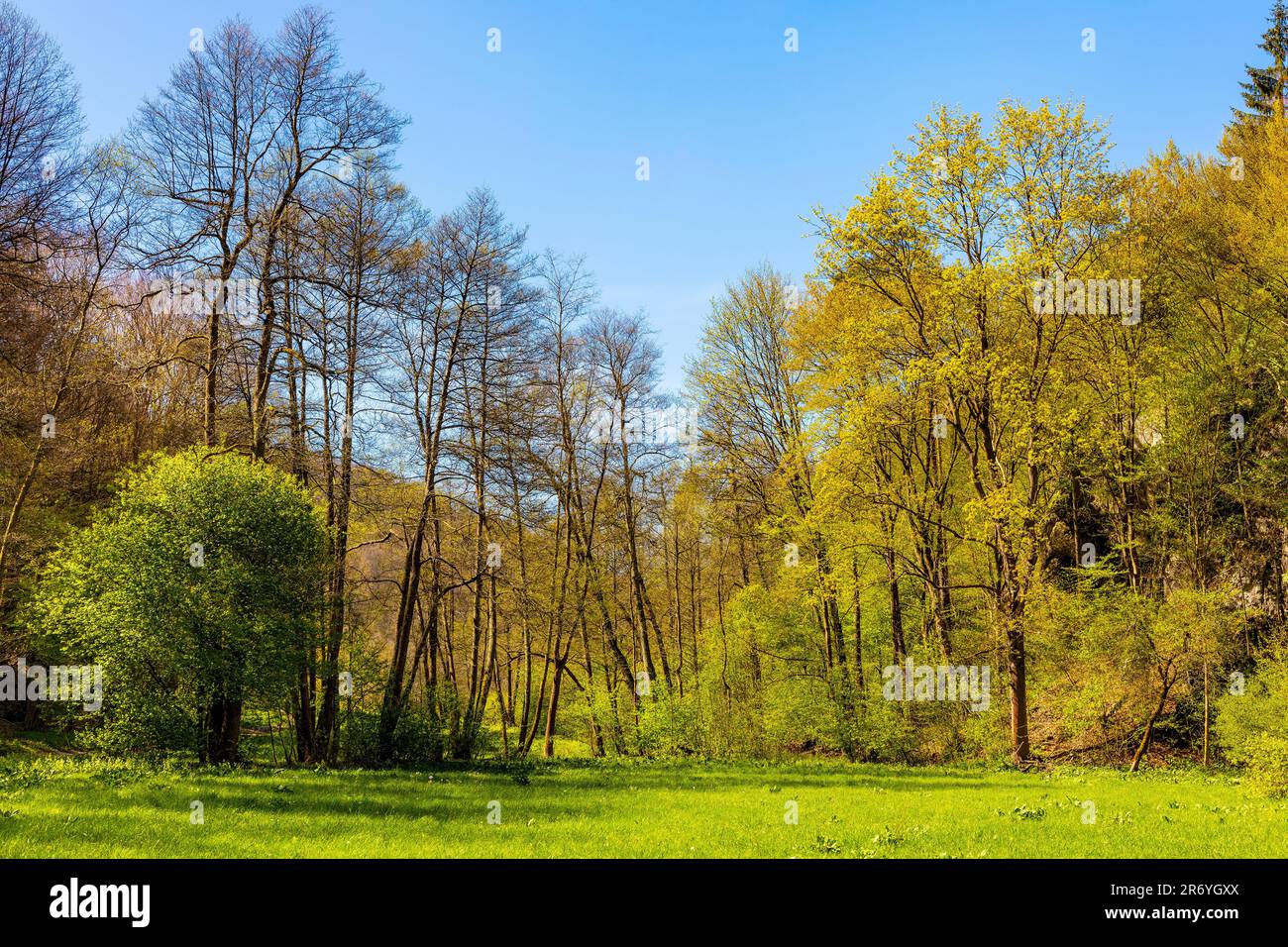 Saspowska Valley nature park and reserve along Saspowka creek in spring ...