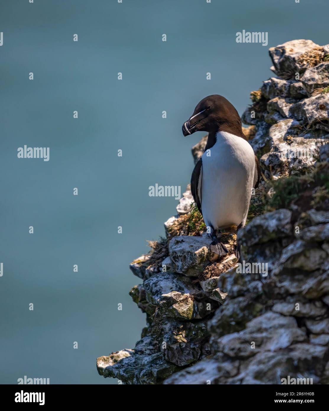 A solitary Razorbill, (Alca torda), on the edge of a cliff at Bempton ...