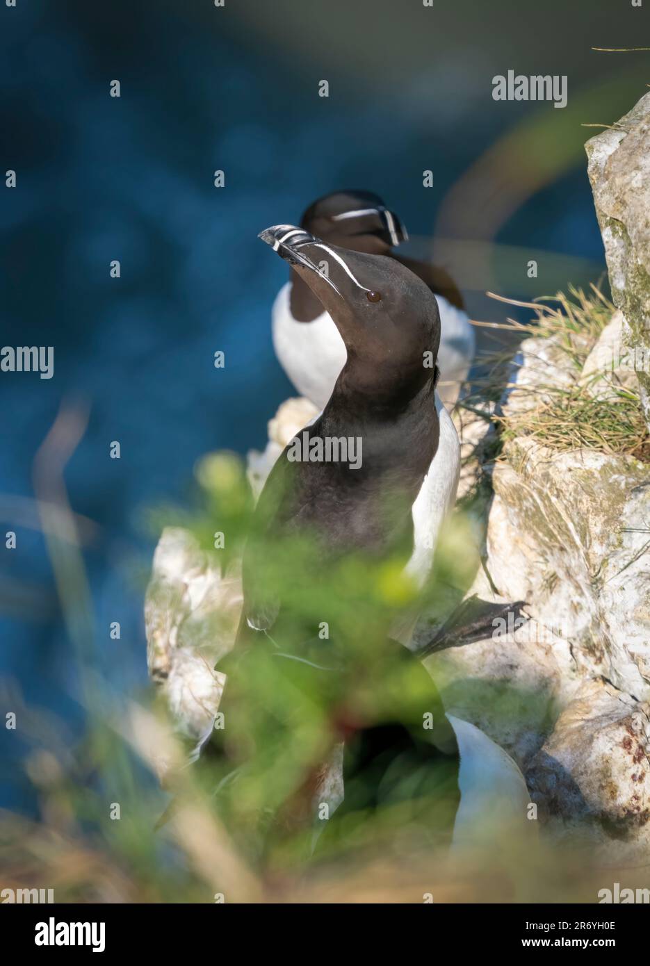 Alca 2 hi-res stock photography and images - Alamy