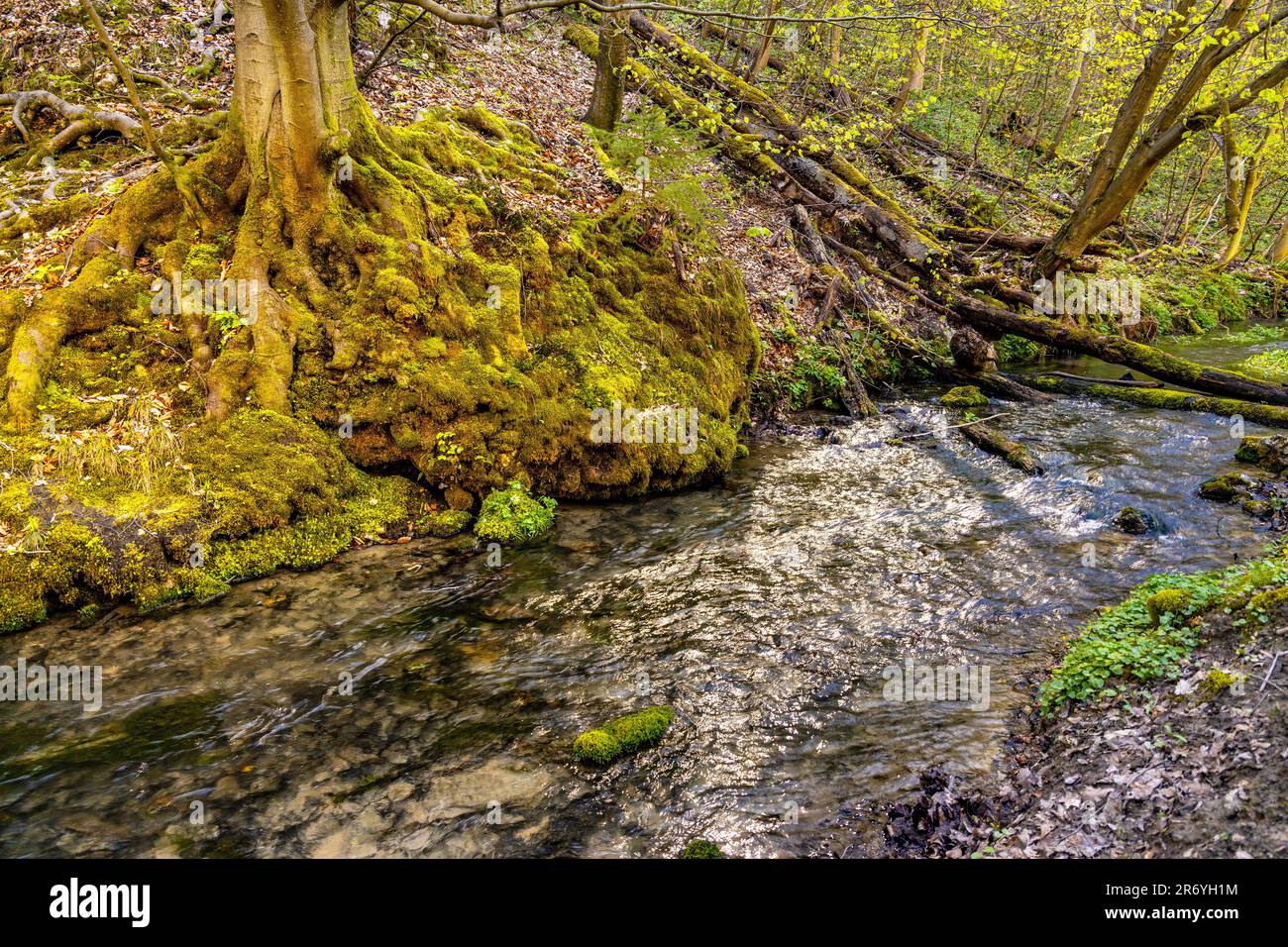 Saspowka creek in Saspowska Valley nature park and reserve in spring ...