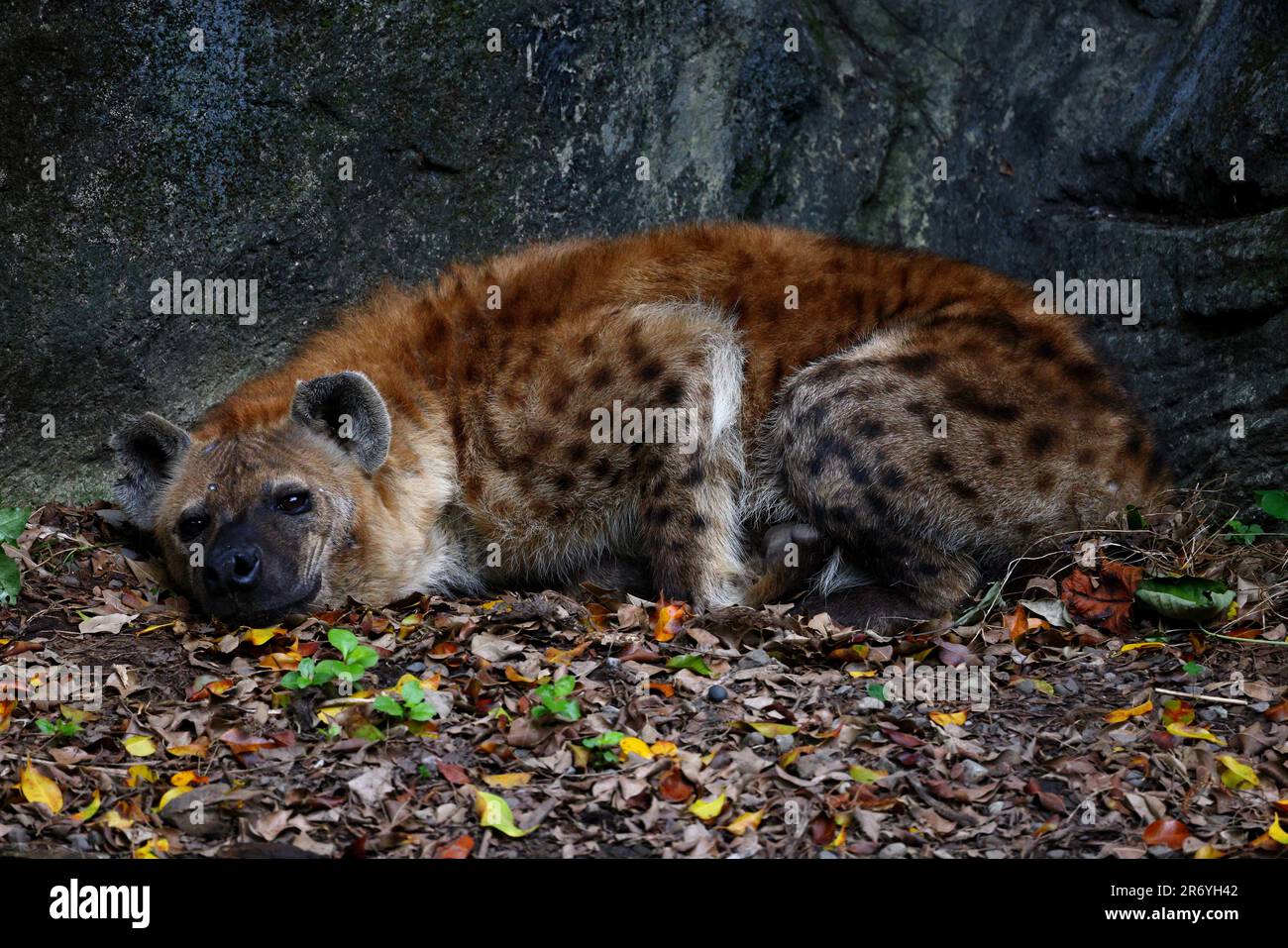 Spotted hyena Crocuta crocuta, family of hyenas in the Africa Stock ...