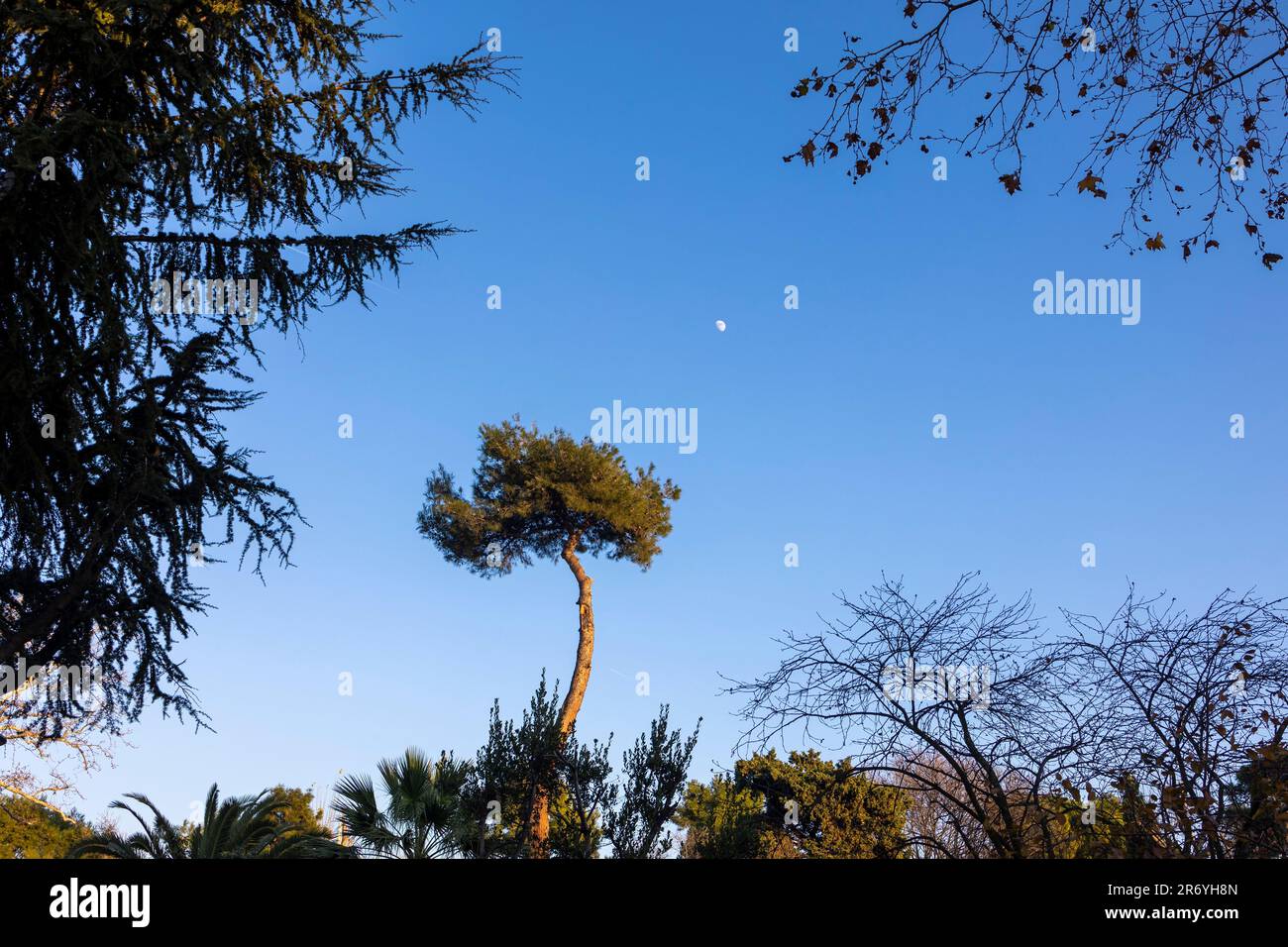 A tall, leafy tree silhouetted against the night sky, illuminated by ...