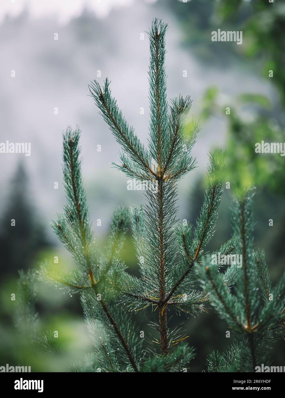 Raindrops on pine trees hi-res stock photography and images - Alamy