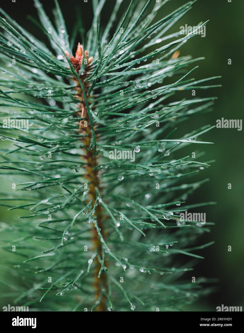 Raindrops on pine trees hi-res stock photography and images - Alamy