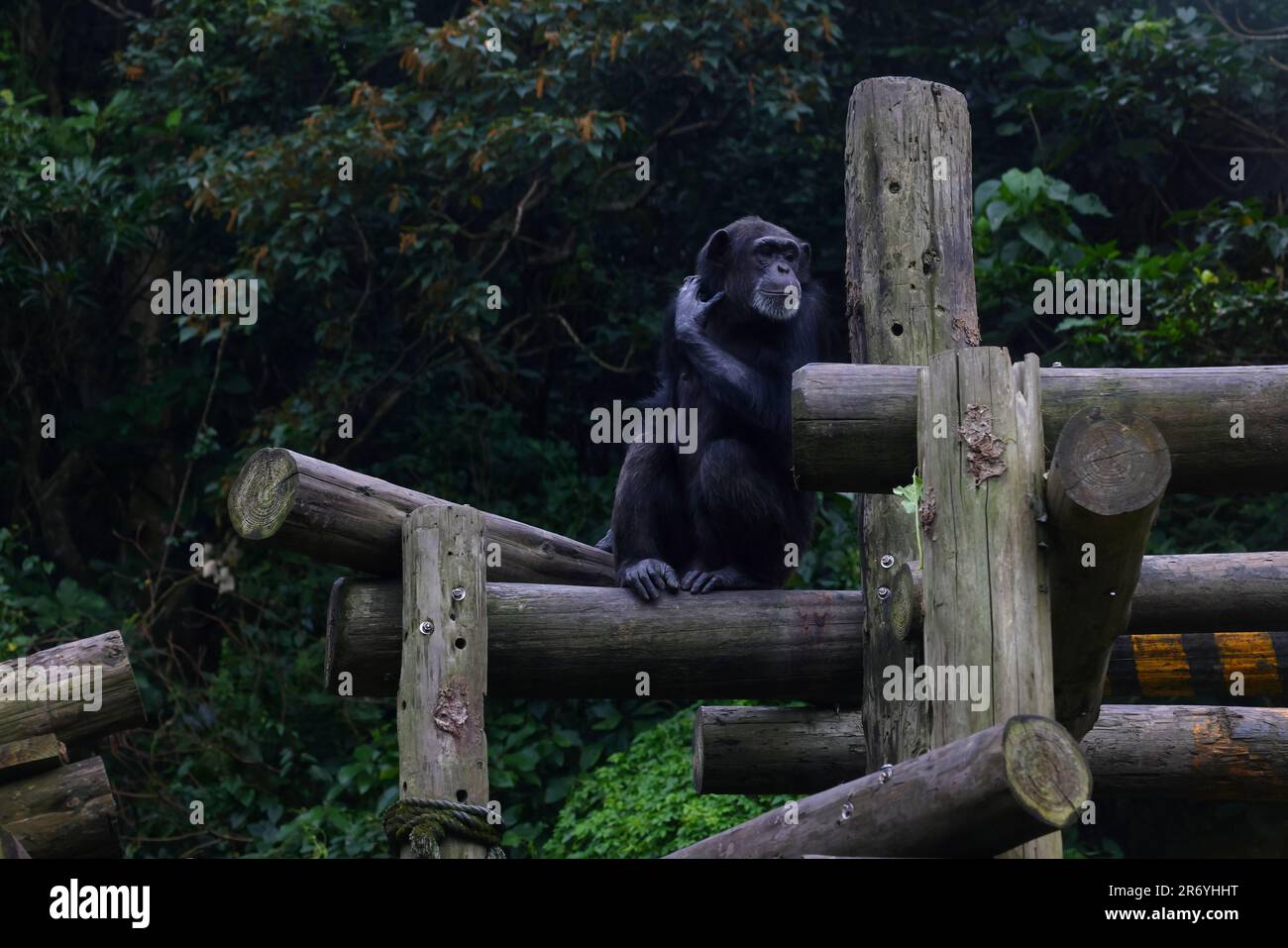 Chimp Common chimpanzee Pan troglodytes, ape family at zoo in Taipei ...