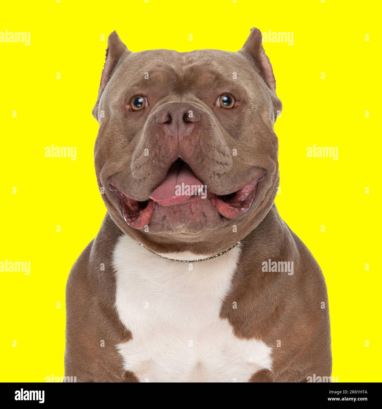 happy american bully dog with collar sticking out tongue and panting ...