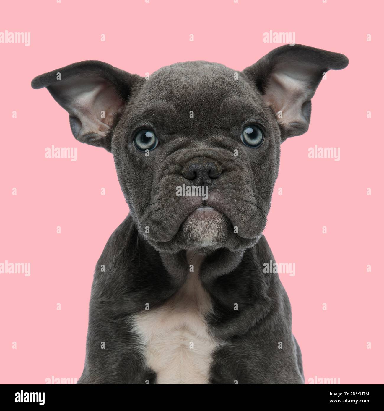 sweet little american bully puppy looking up and sitting in front of ...