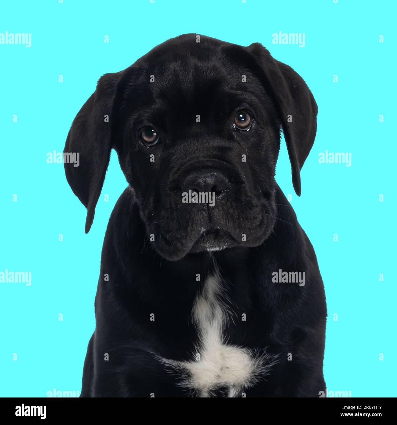 beautiful little cane corso puppy looking forward and sitting in front ...