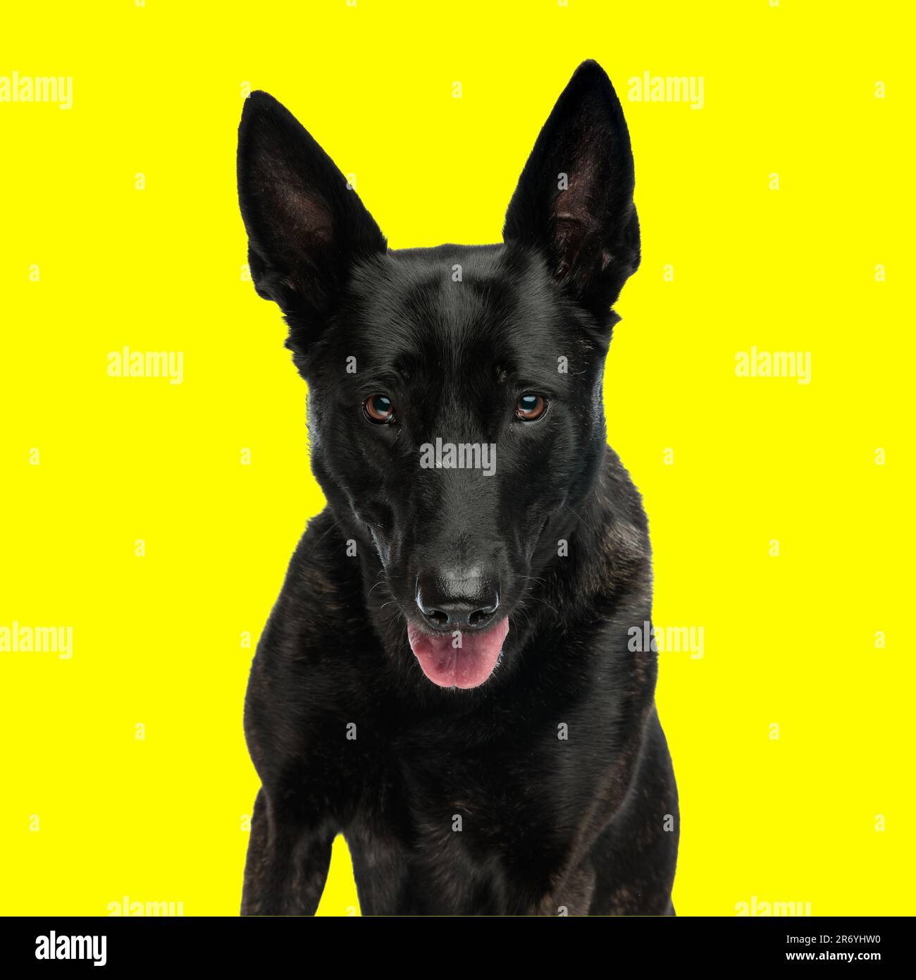 lovely dutch shepherd dog sticking out tongue and panting while sitting ...