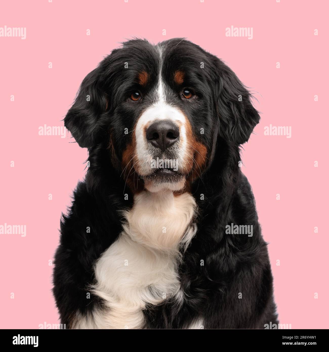 sweet berna shepherd puppy looking forward and sitting in front of pink ...