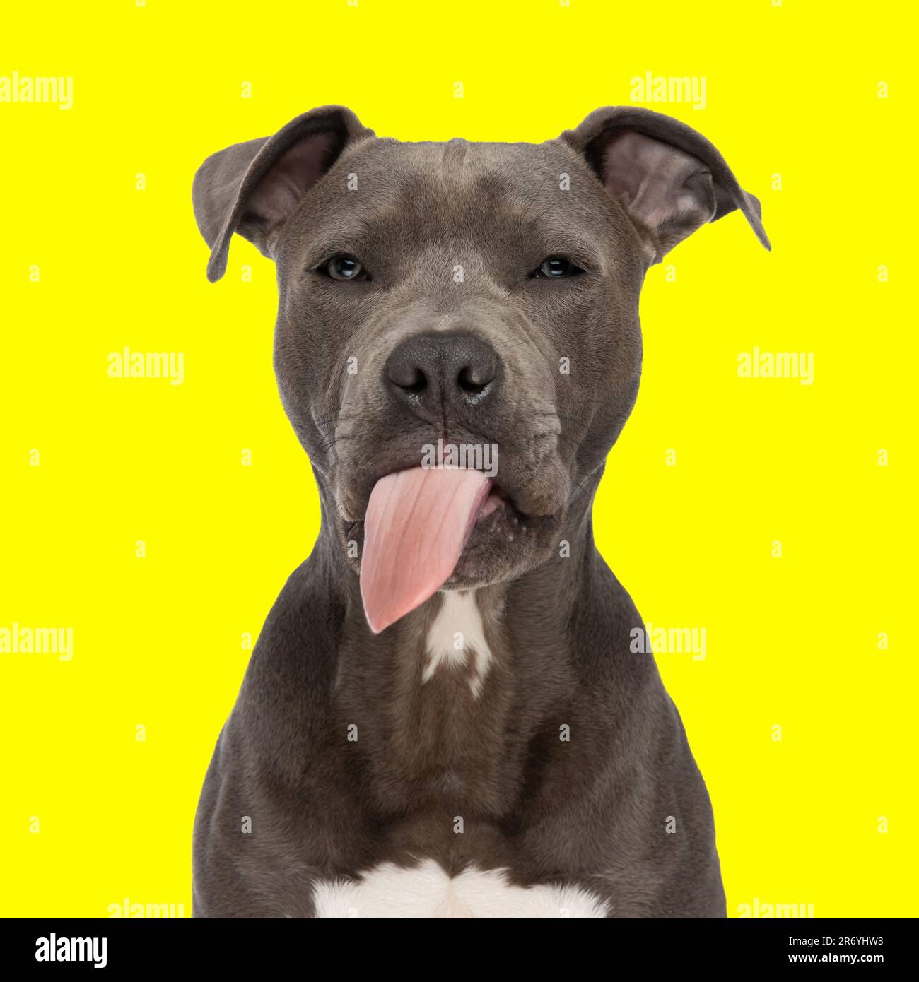 portrait of cute amstaff puppy sticking out tongue and panting while ...