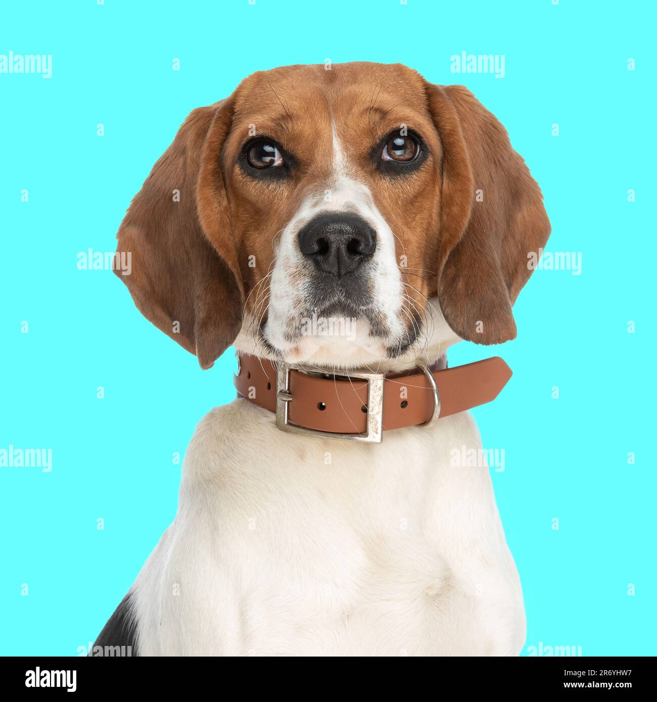 Beagle puppy wearing collar hi-res stock photography and images - Alamy