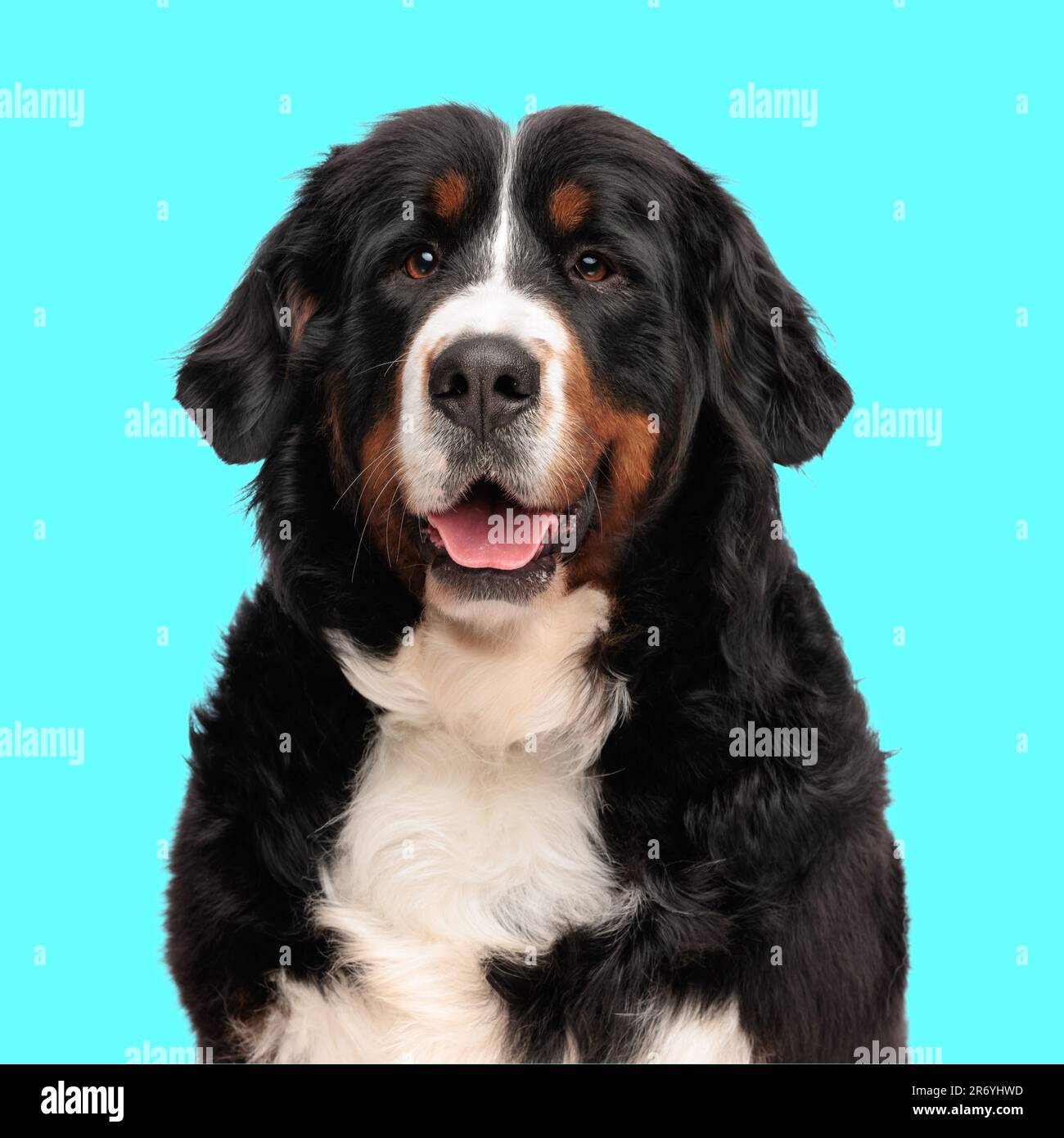 beautiful berna shepherd dog sticking out tongue and panting while ...