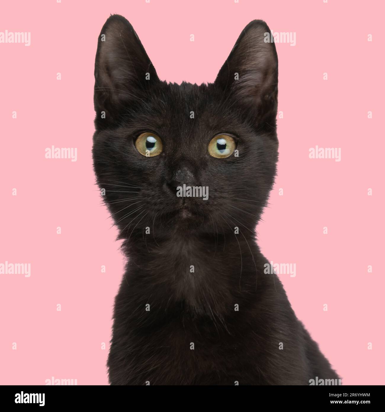 portrait of beautiful black metis kitty sitting and looking forward in ...