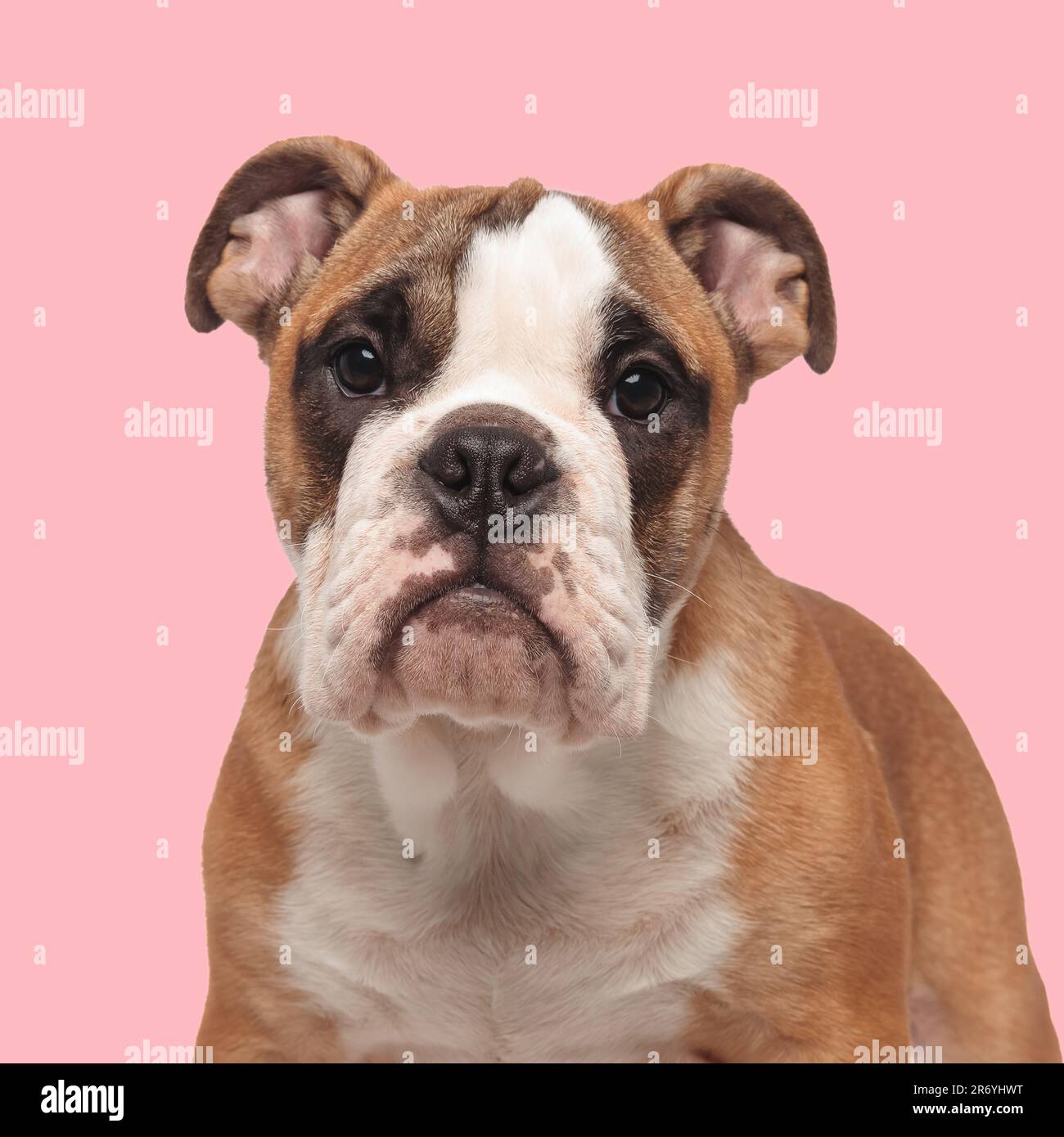 portrait of beautiful english bulldog dog looking forward and standing ...
