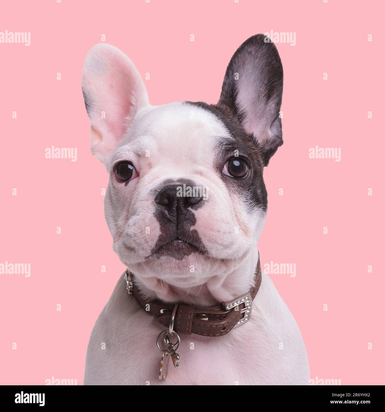 adorable little frenchie dog with collar looking forward and sitting in ...