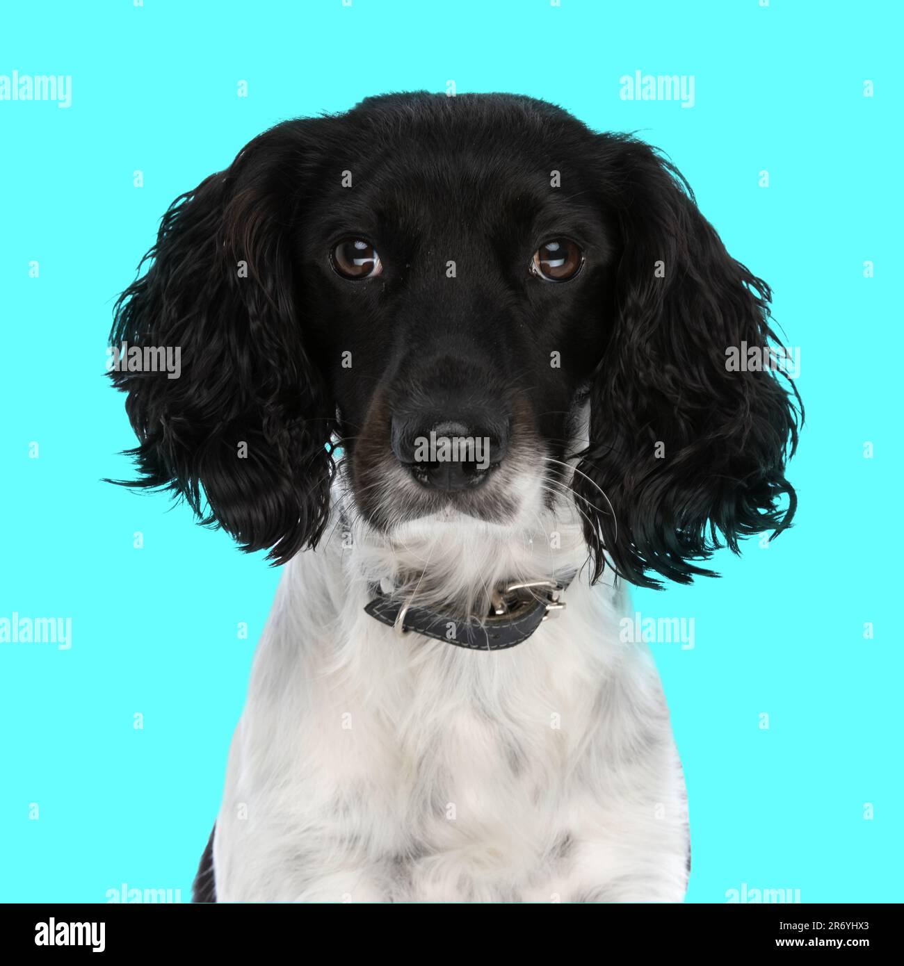 beautiful english springer spaniel dog with collar looking forward and ...