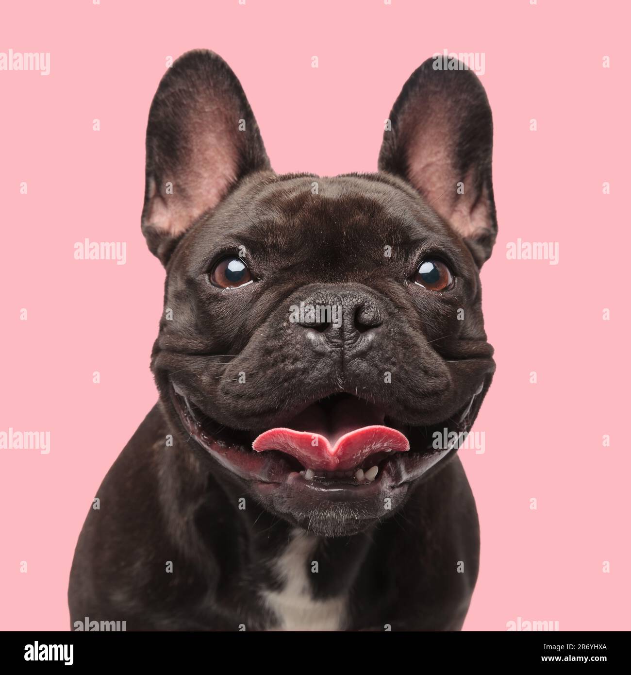 happy french bulldog puppy looking up and sticking out tongue with ...