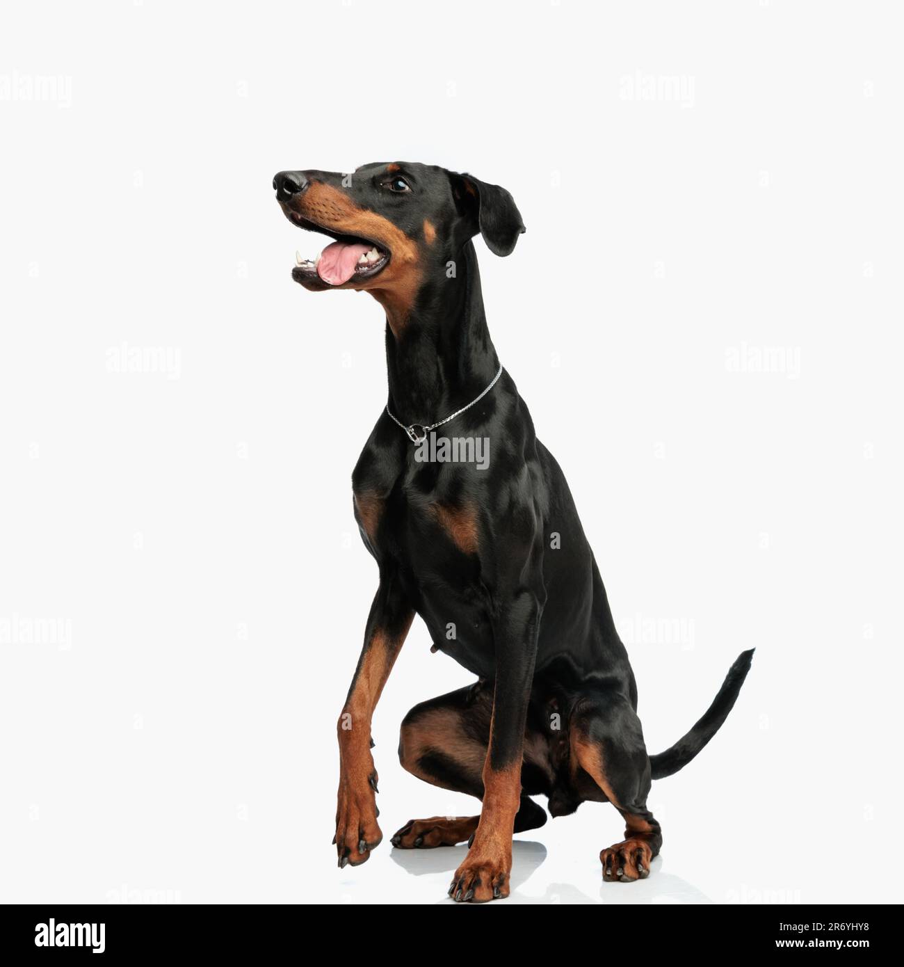 side view of playful dobermann puppy sticking out tongue and looking up ...
