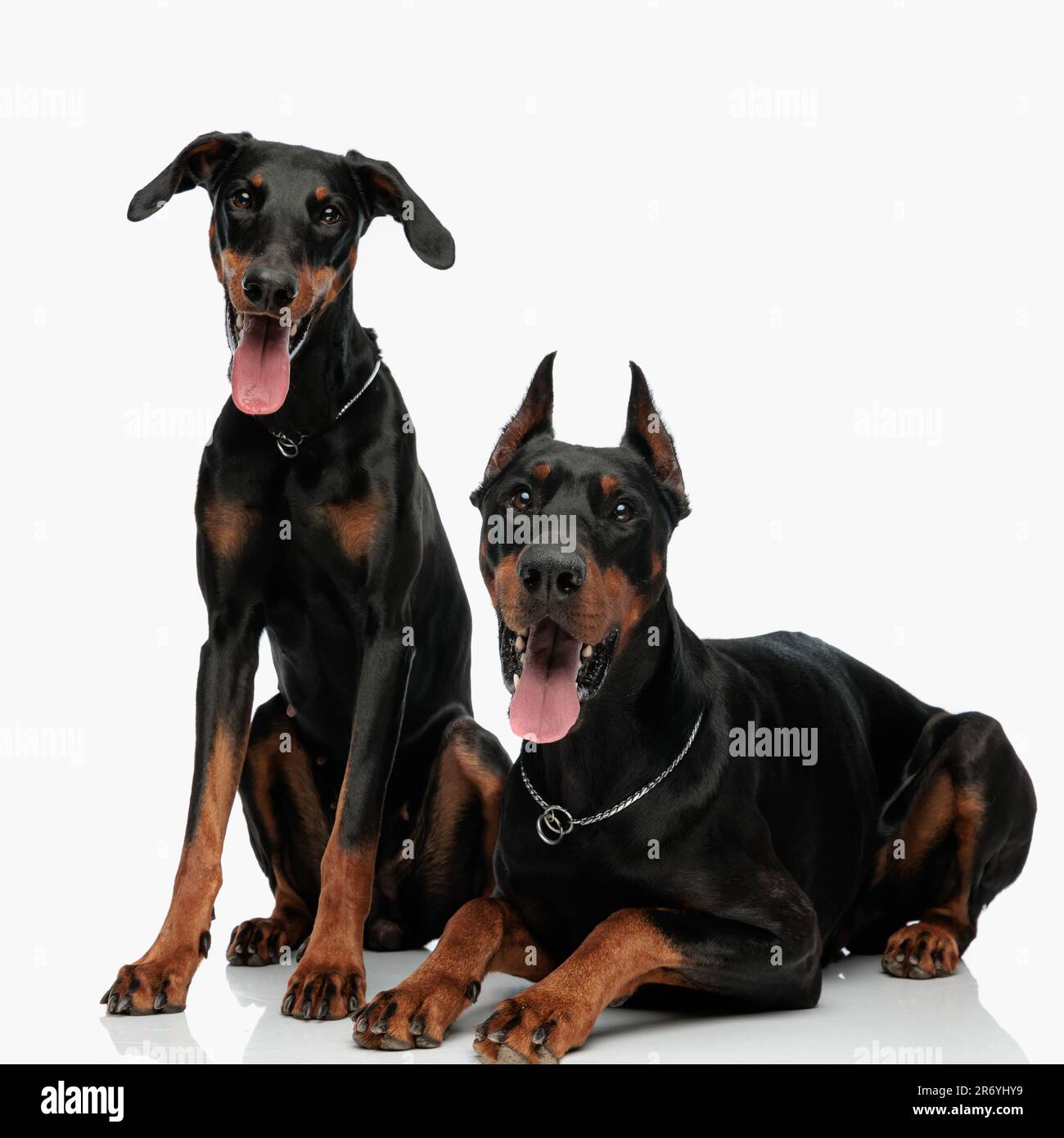family of two dovermann dogs sticking out tongue and panting while ...