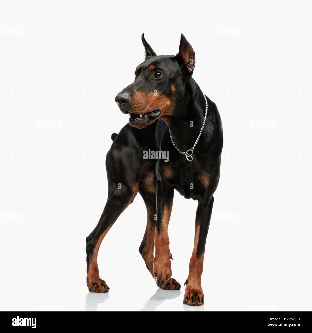 curious dobermann with collar looking to side, being on guard while ...