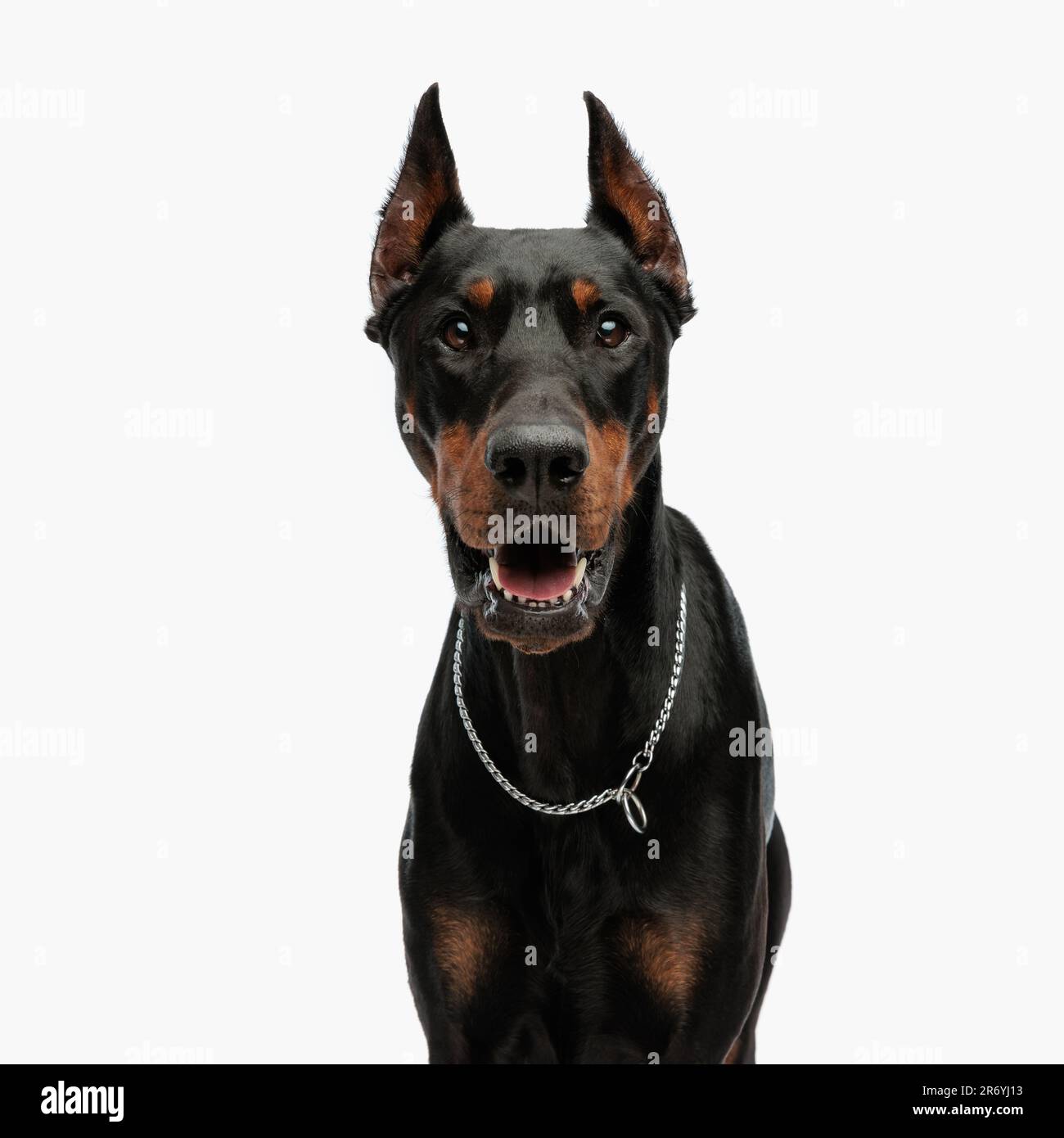 portrait of cute dobermann puppy with silver collar looking forward and ...
