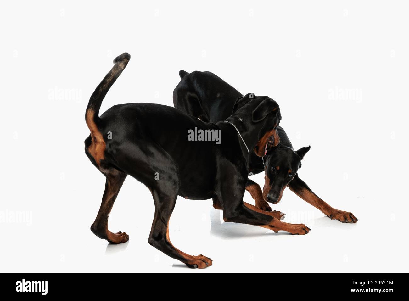 excited two dobermann dogs playing around and having fun in front of ...