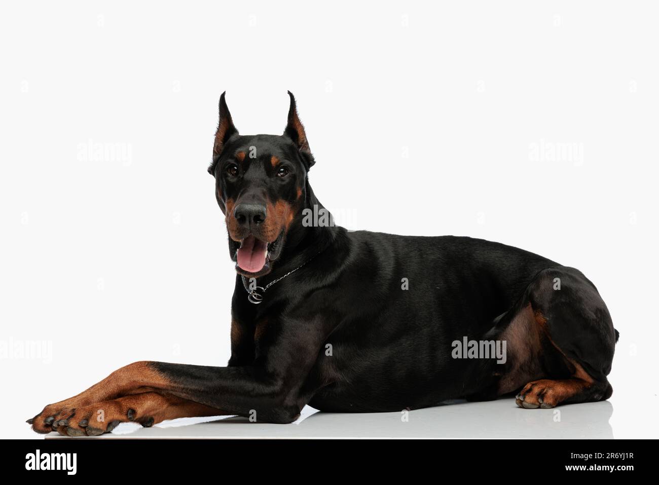 side view of cute dovermann dog laying down, panting and sticking out ...