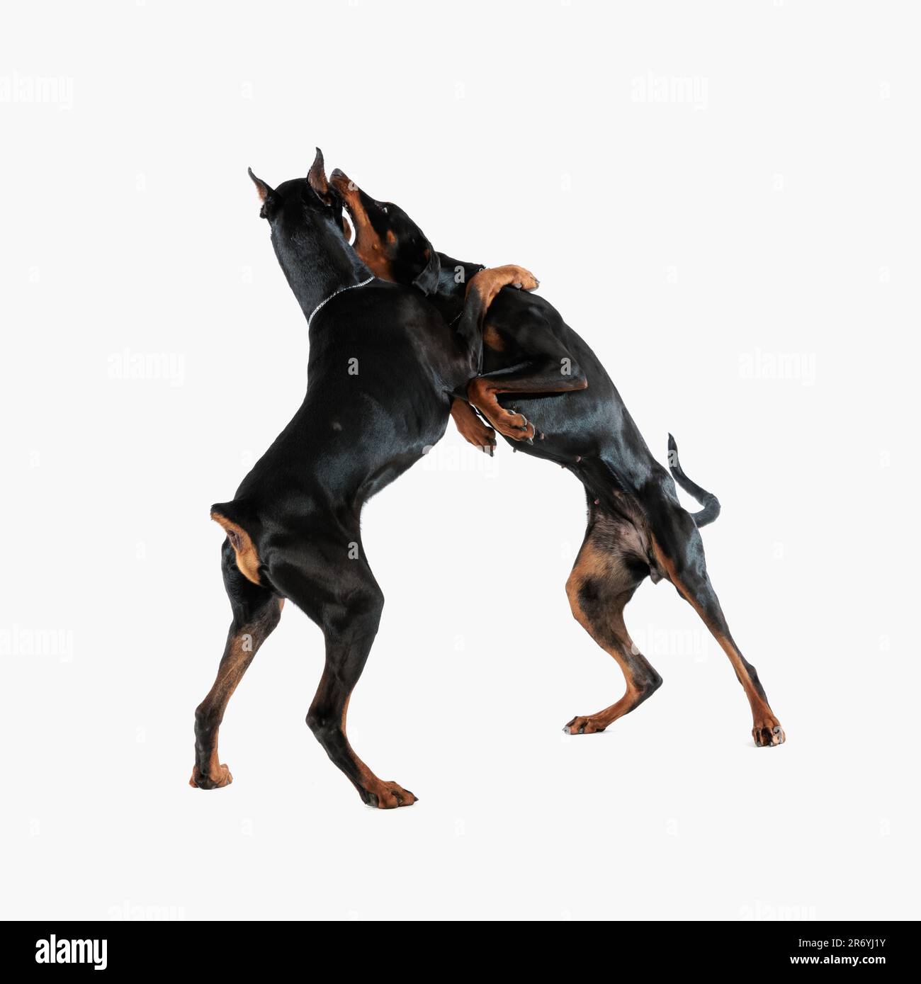 playful two dobermann dogs standing on behind legs and playing in front ...