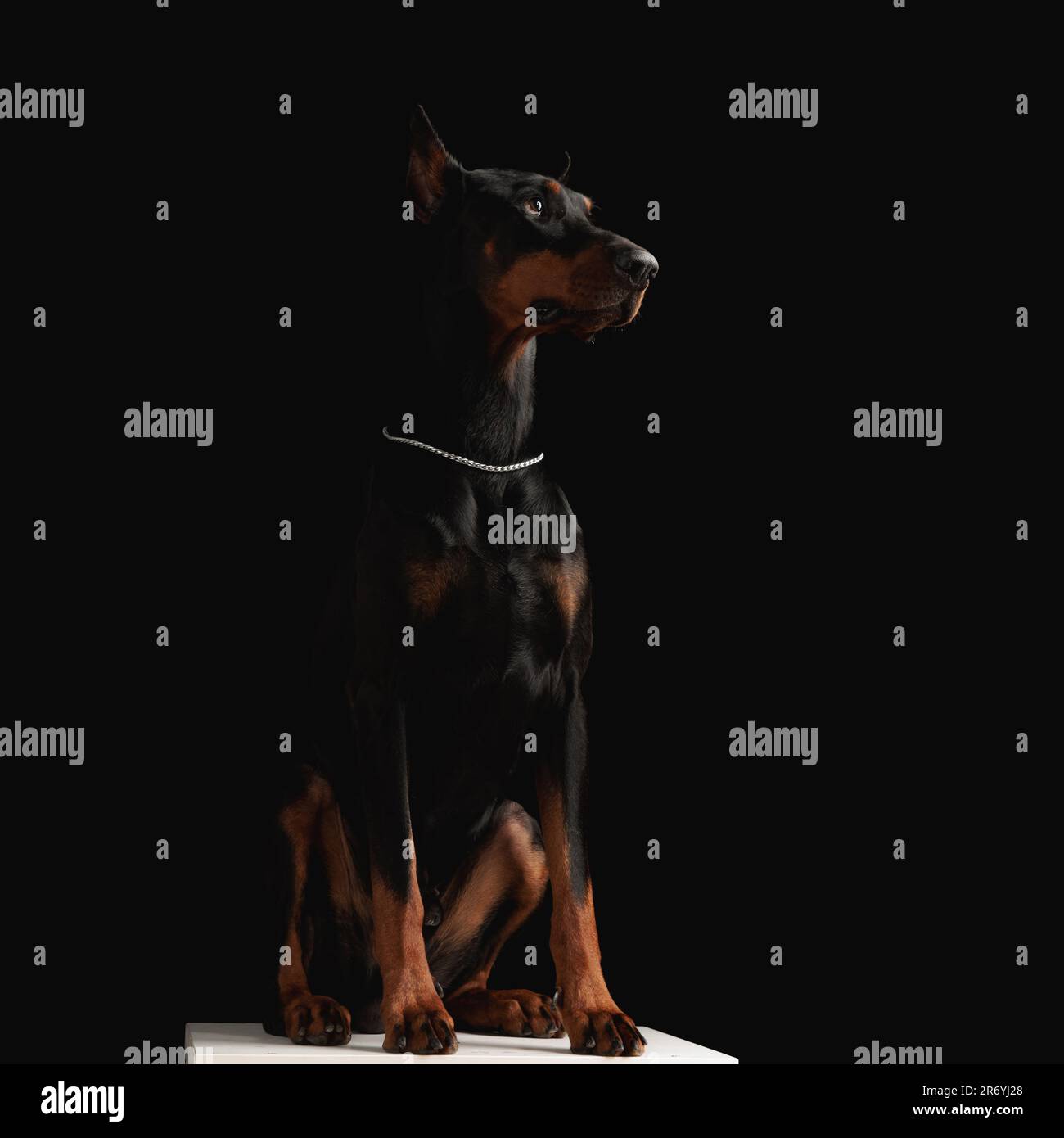 cute dobermann puppy with silver collar looking up side and sitting in ...