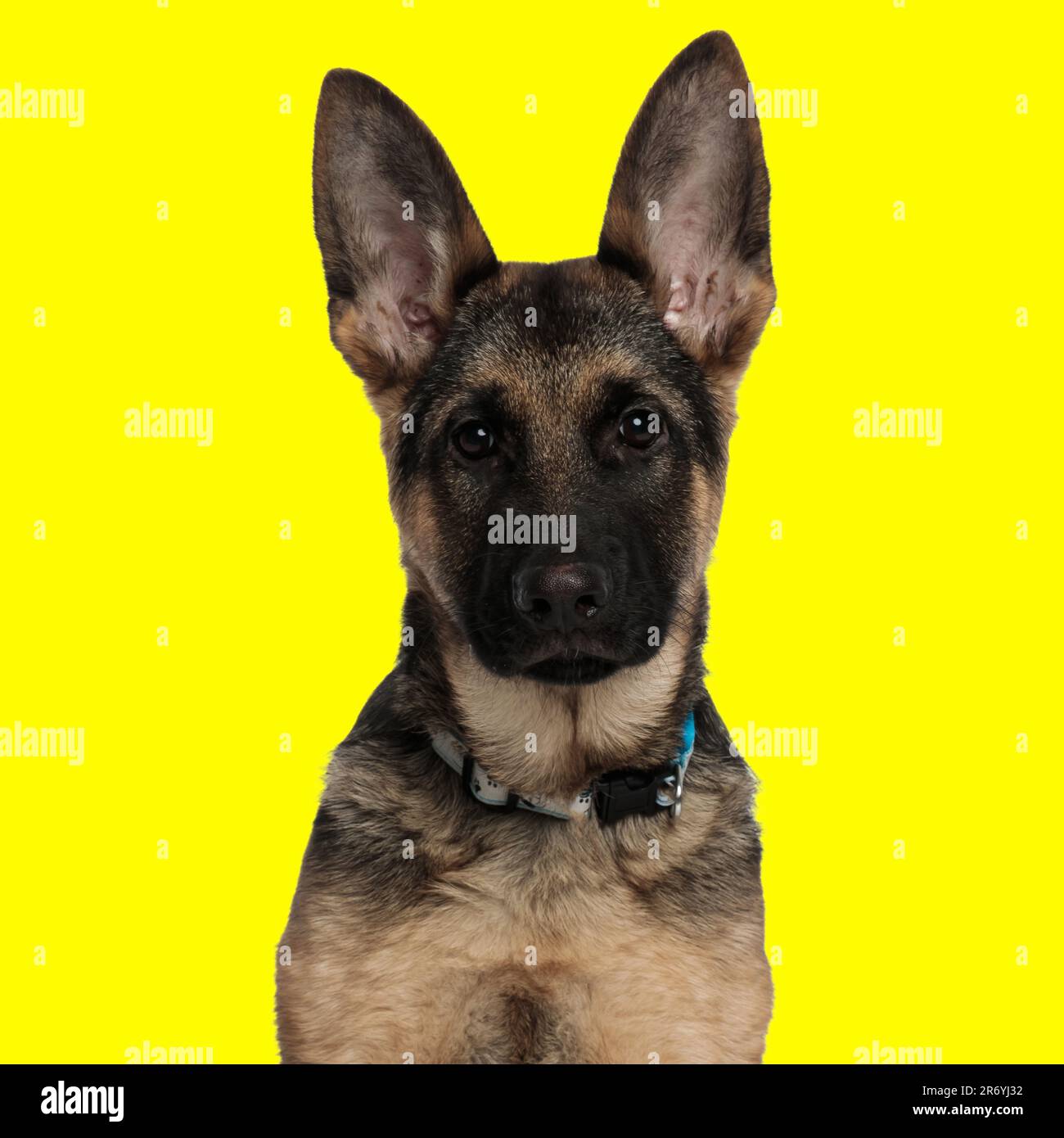 lovely german shepherd with collar looking forward and sitting in front ...