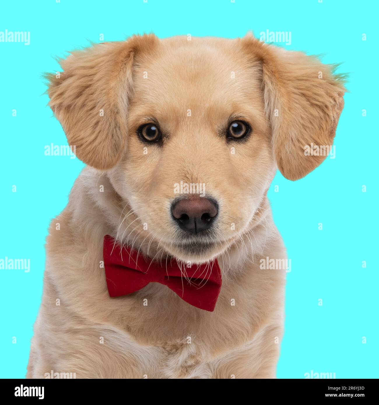sweet elegant golden retriever puppy with red bowtie looking forward ...