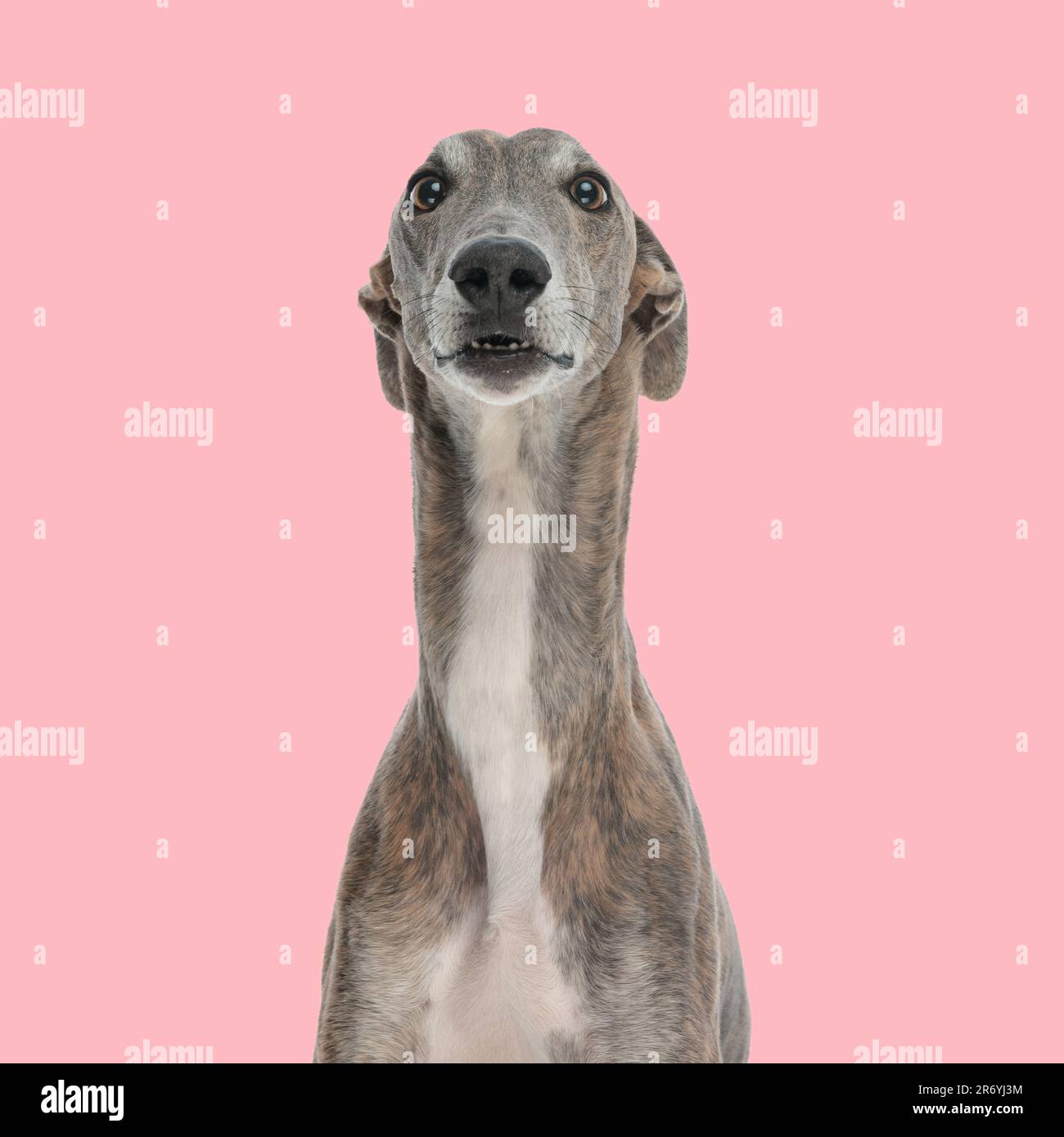 cute greyhound dog looking forward and sitting in front of pink ...