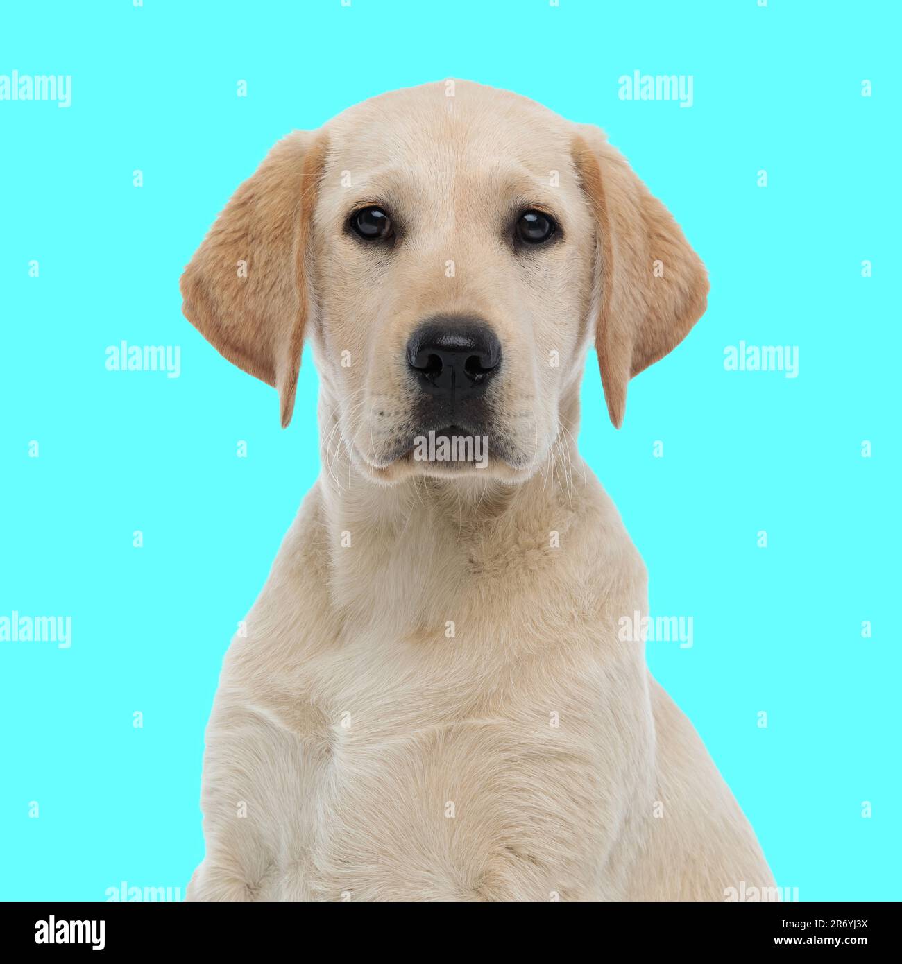 portrait of beautiful labrador retriever dog looking forward and ...