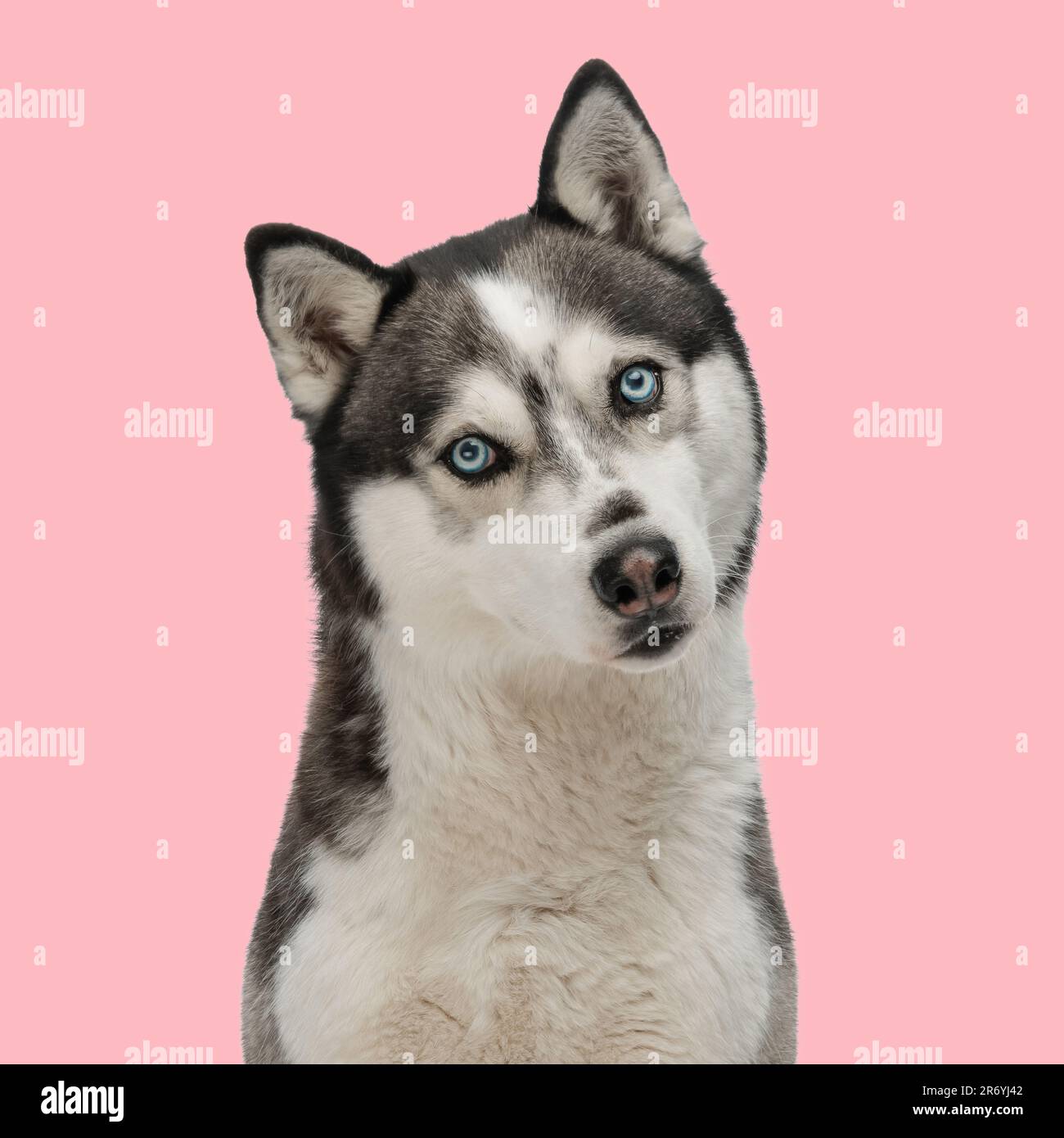 sweet husky puppy with blue eyes looking forward and sitting in front ...