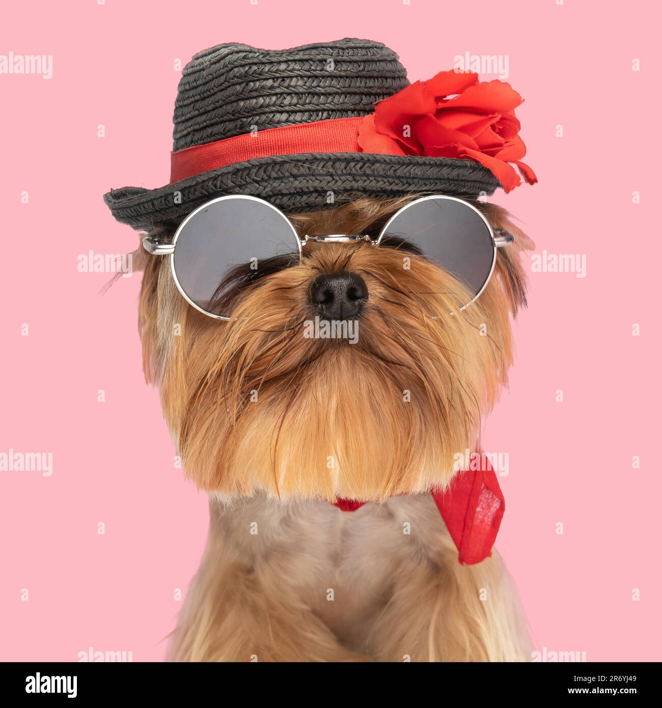 cool yorkie dog with hat and sunglasses sitting and looking forward in ...