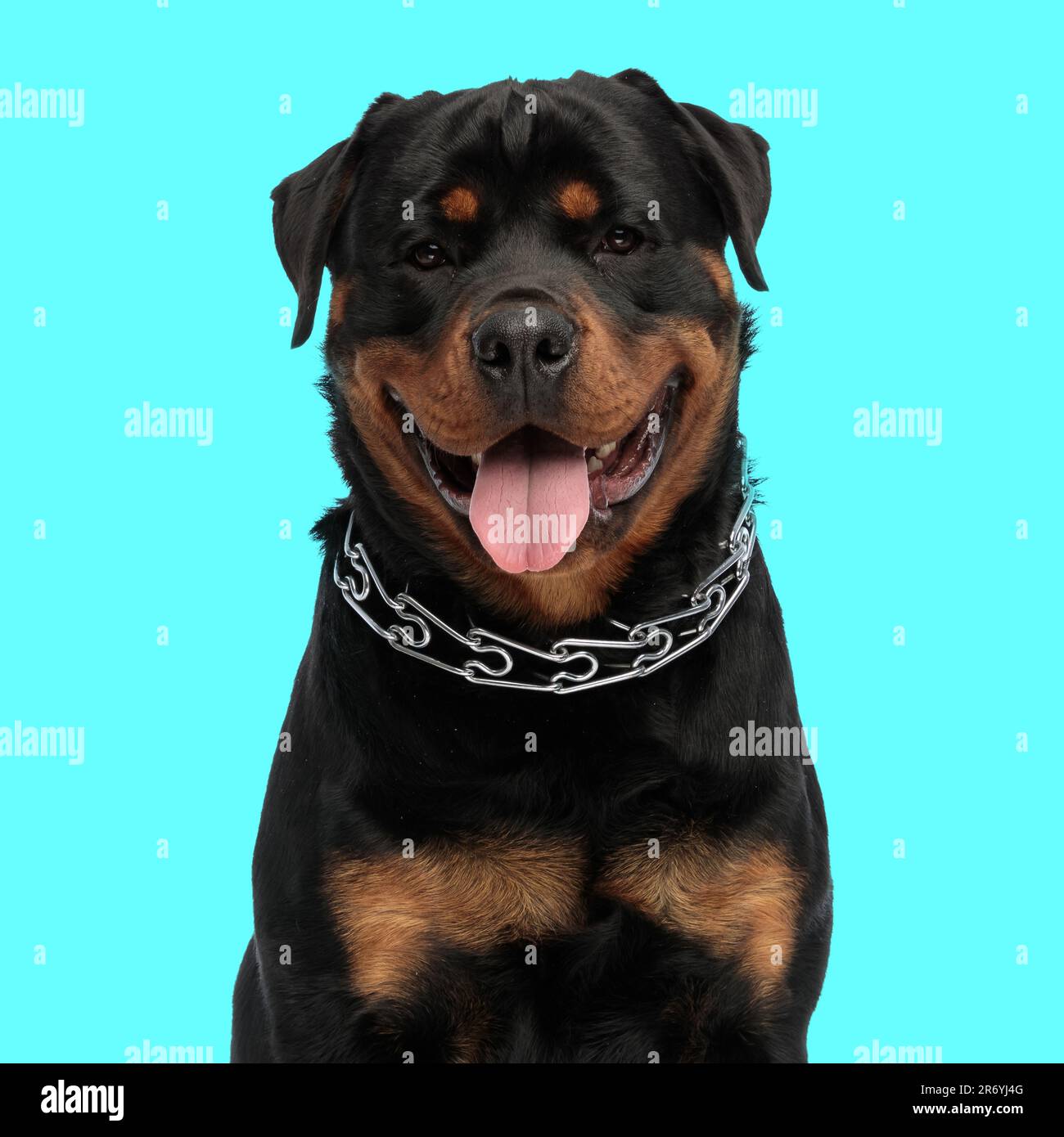 sweet rottweiler dog with collar sticking out tongue and panting in ...