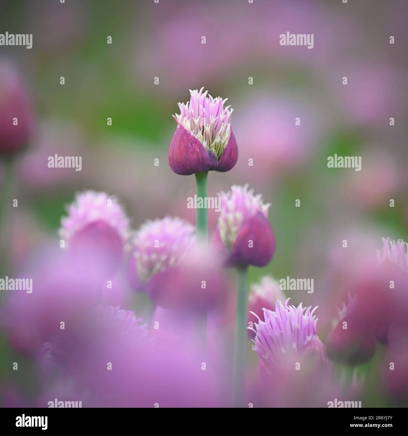 Landscape with purple chives flowers. Summer sunny day with sun, blue ...
