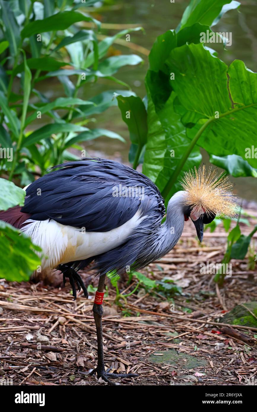 Black crowned crane head with golden crown at zoo in Taipei Taiwan ...