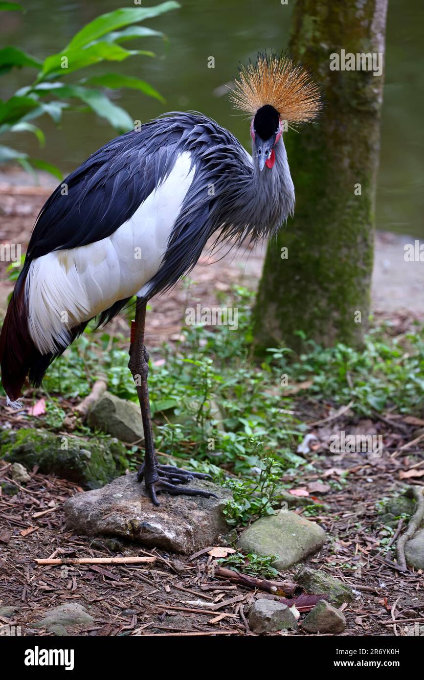 Black crowned crane head with golden crown at zoo in Taipei Taiwan ...