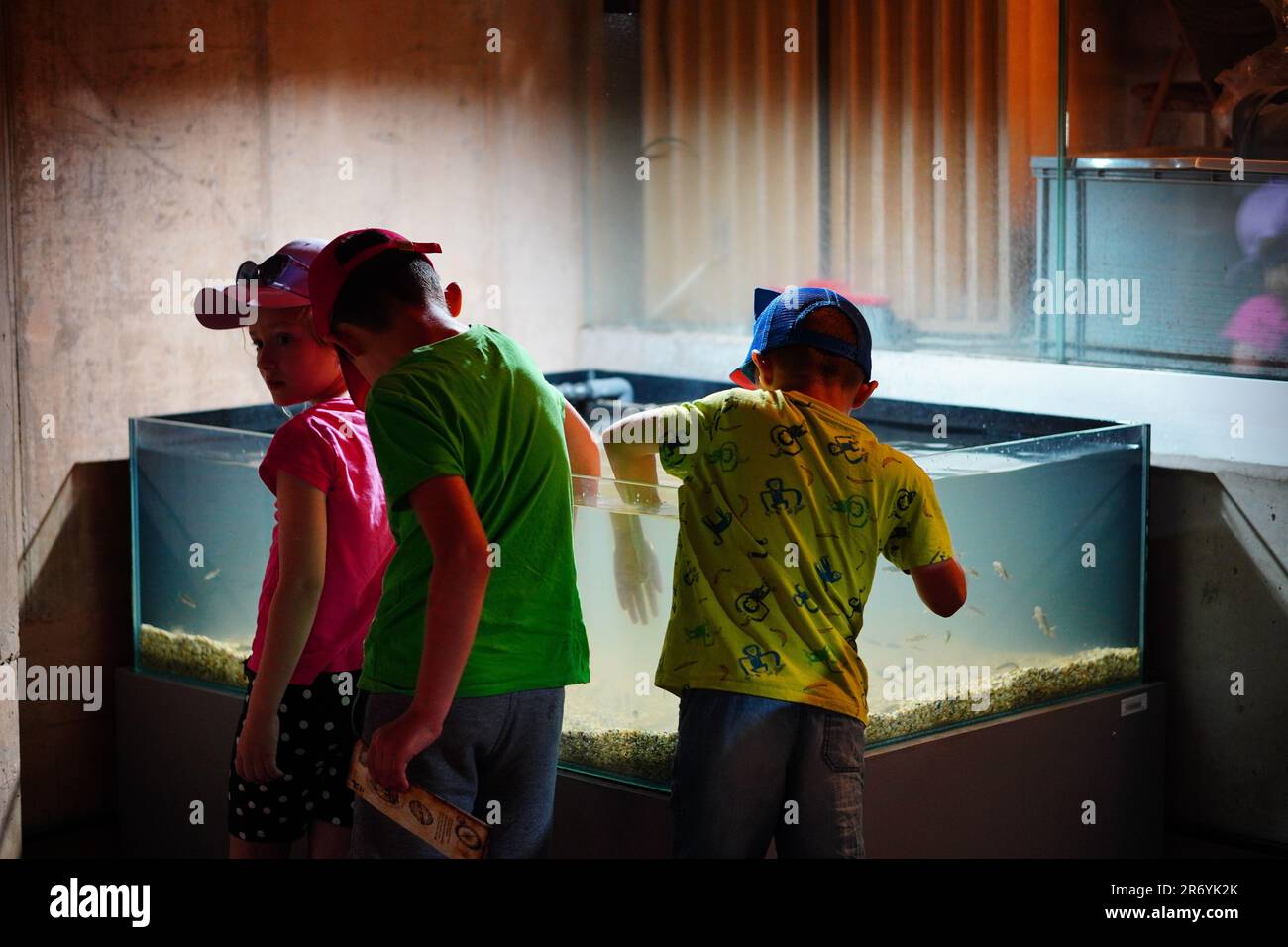 Reptiles for kids hi-res stock photography and images - Alamy