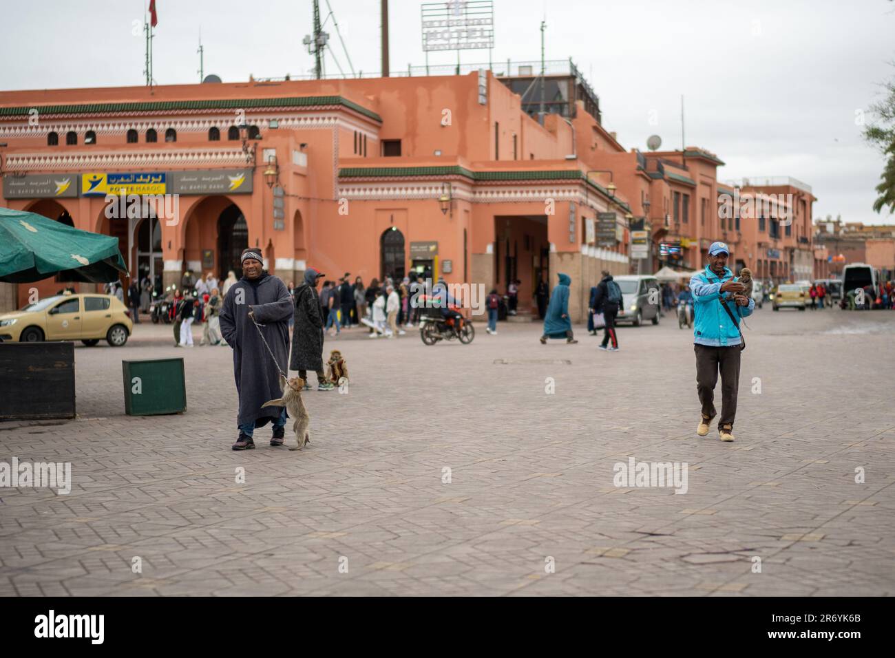 Captive Barbery Macaques used as tourist props in Marrakech Stock Photo ...