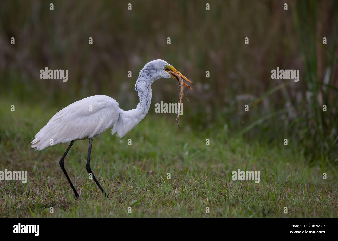 A white stork eating a snake, standing on green grass Stock Photo - Alamy