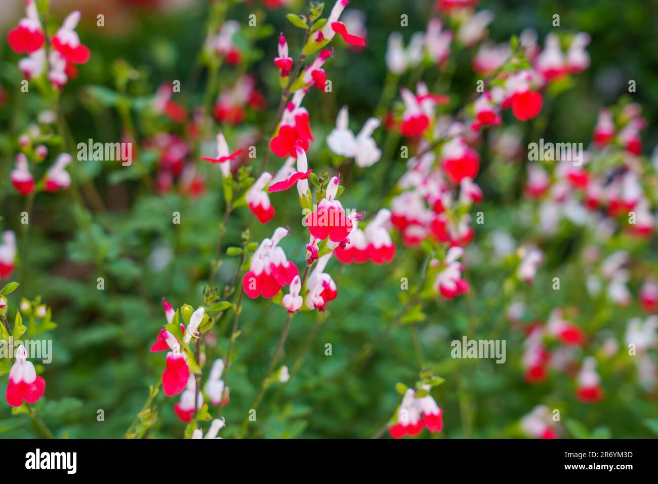 Red flowers of Salvia microphylla (hot lips) growing in the spring time ...
