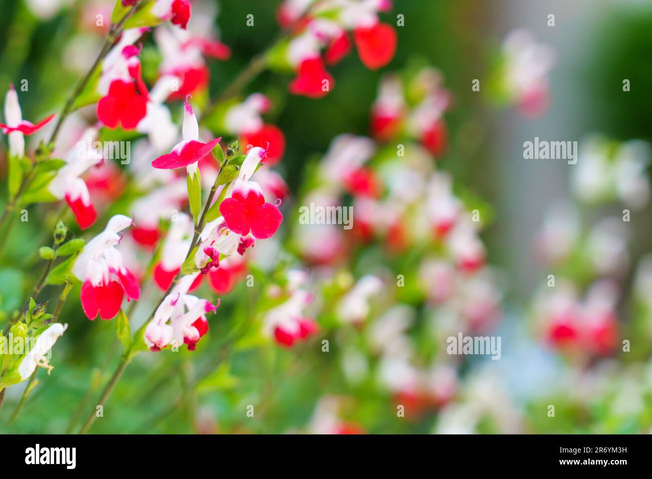 Red flowers of Salvia microphylla (hot lips) growing in the spring time ...