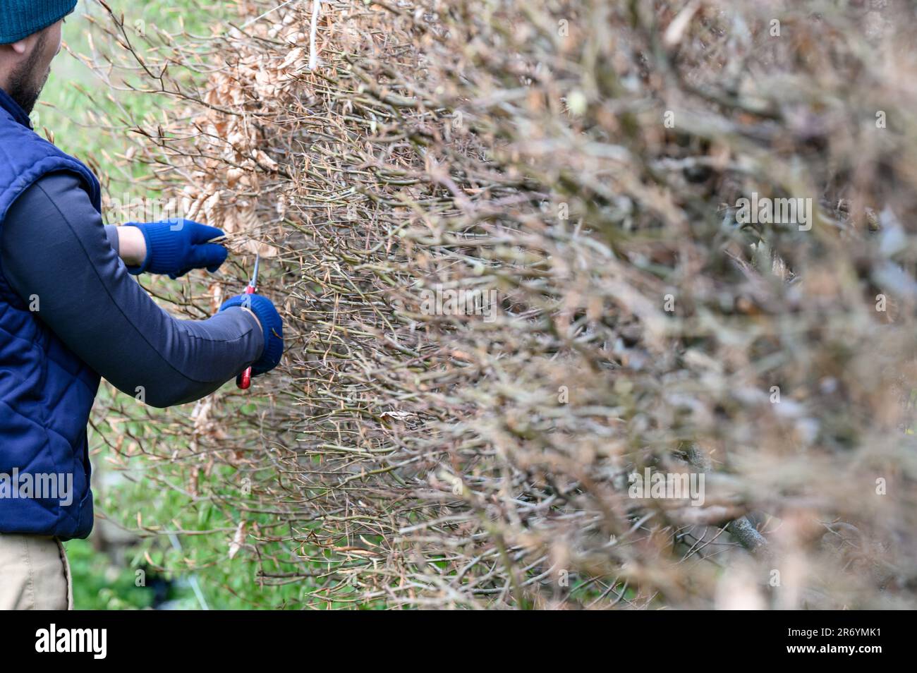 Arrangement and alignment of the hedge with scissors, spring work in ...