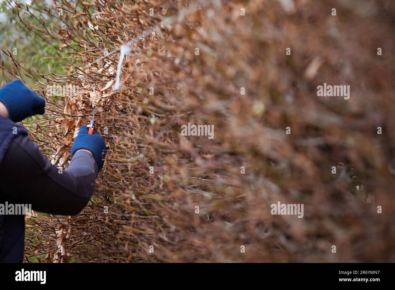 Cleaning the garden in early spring, cutting the hedge, which is still ...