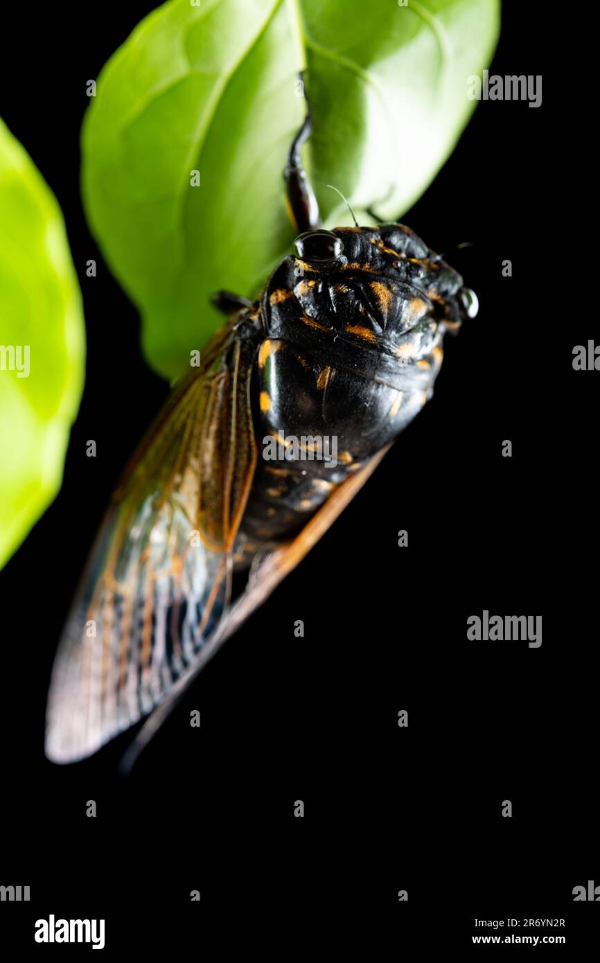 the next morning of a cicada dehulled and came out from the shell ...